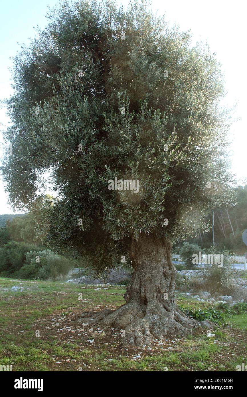 Olive tree in Puglia, Italy Stock Photo - Alamy