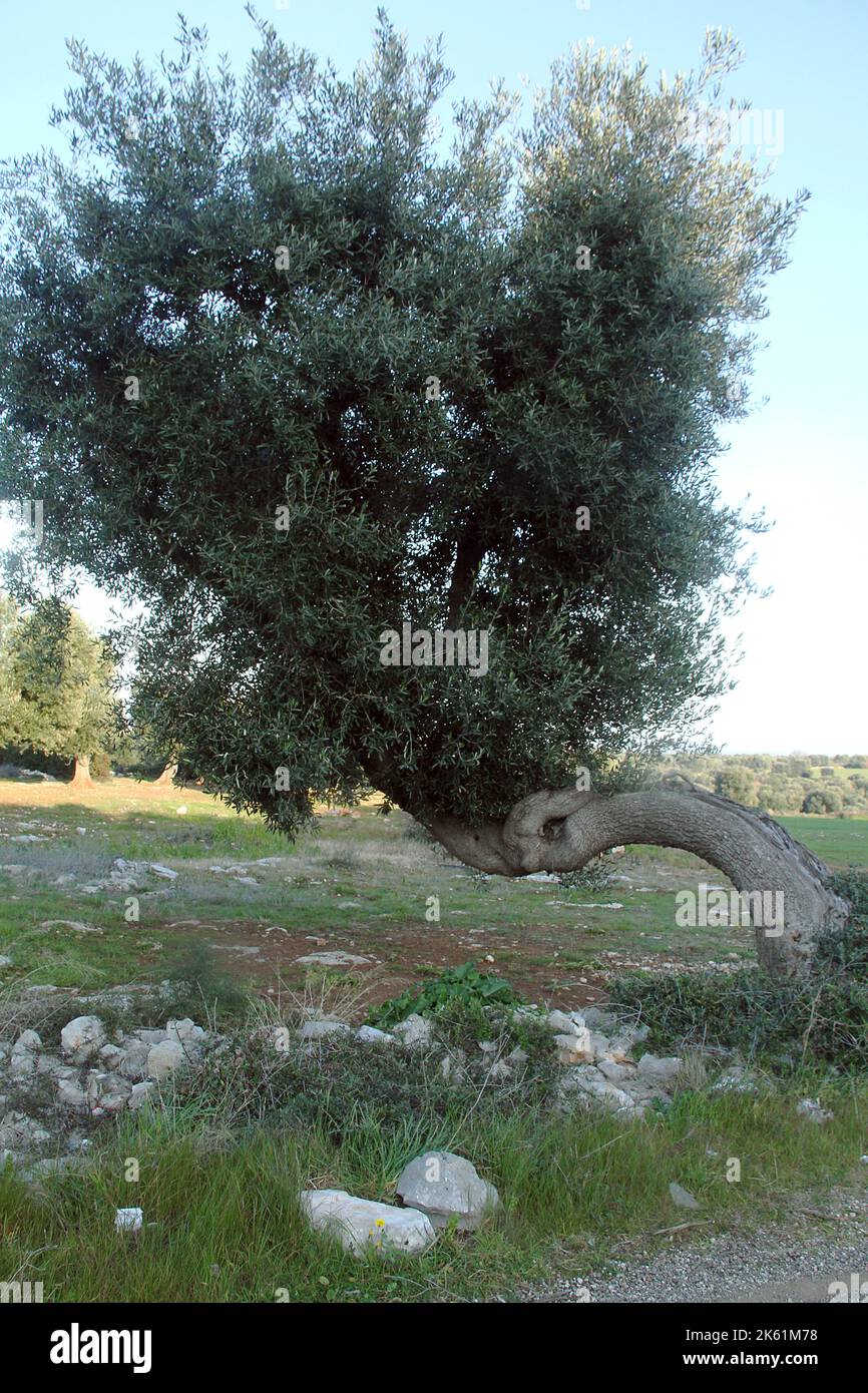 Olive tree in Puglia, Italy Stock Photo - Alamy
