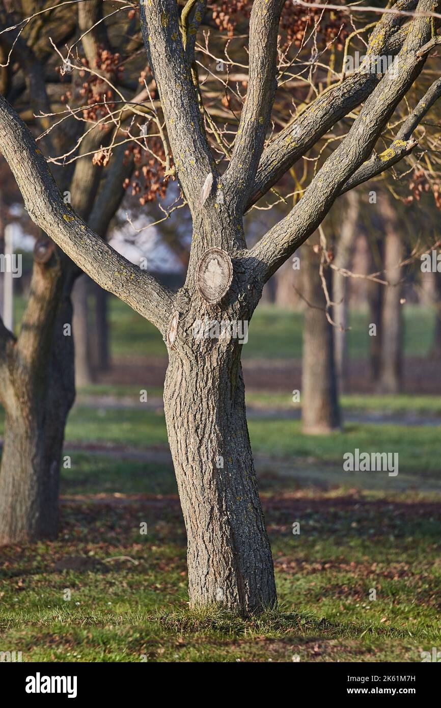 Rough tree branch texture hi-res stock photography and images - Alamy