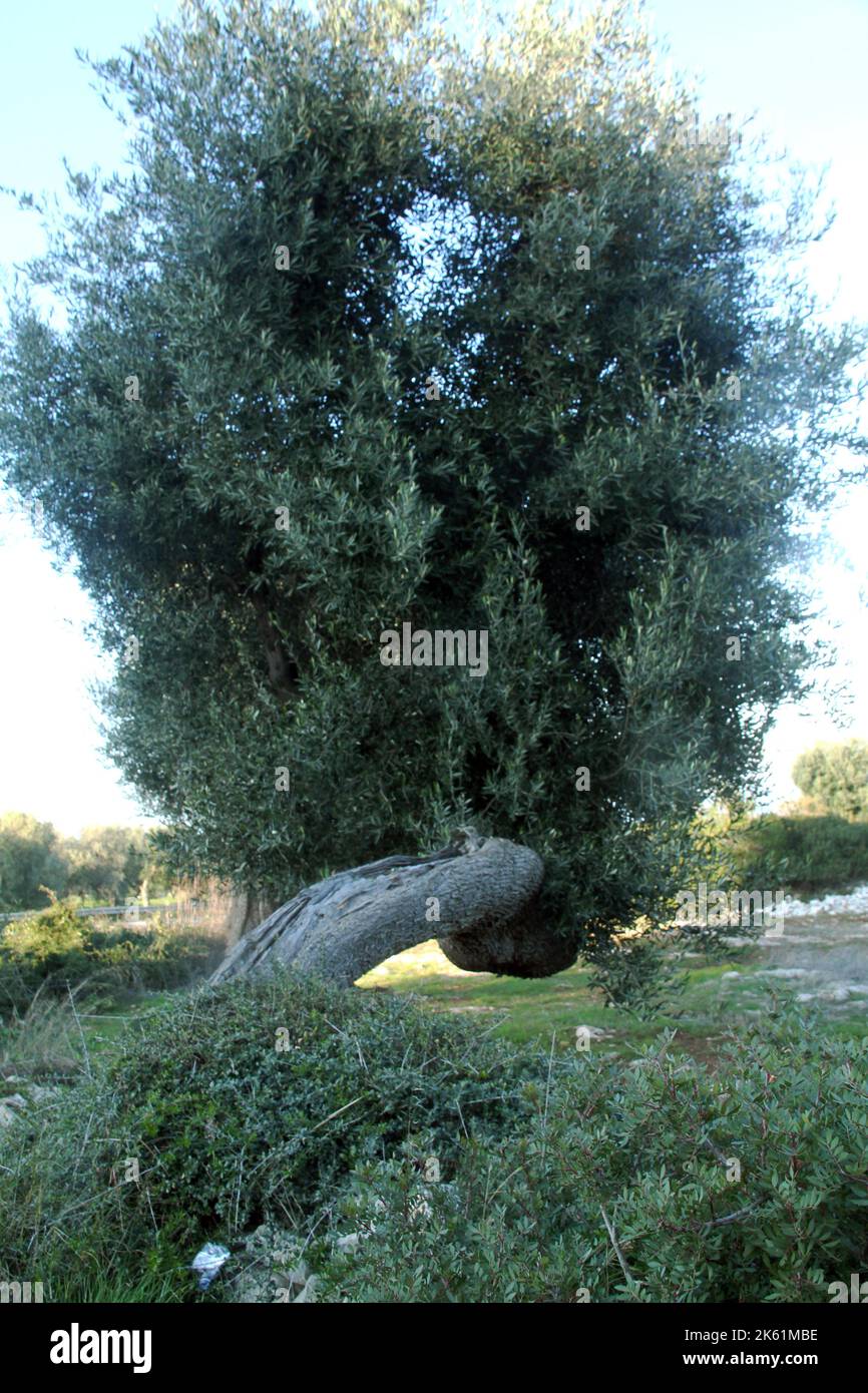 Olive tree in Puglia, Italy Stock Photo - Alamy