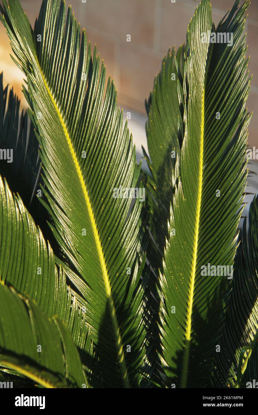 Close-up of a Cycas revoluta (king sago), ornamental plant in Italy ...