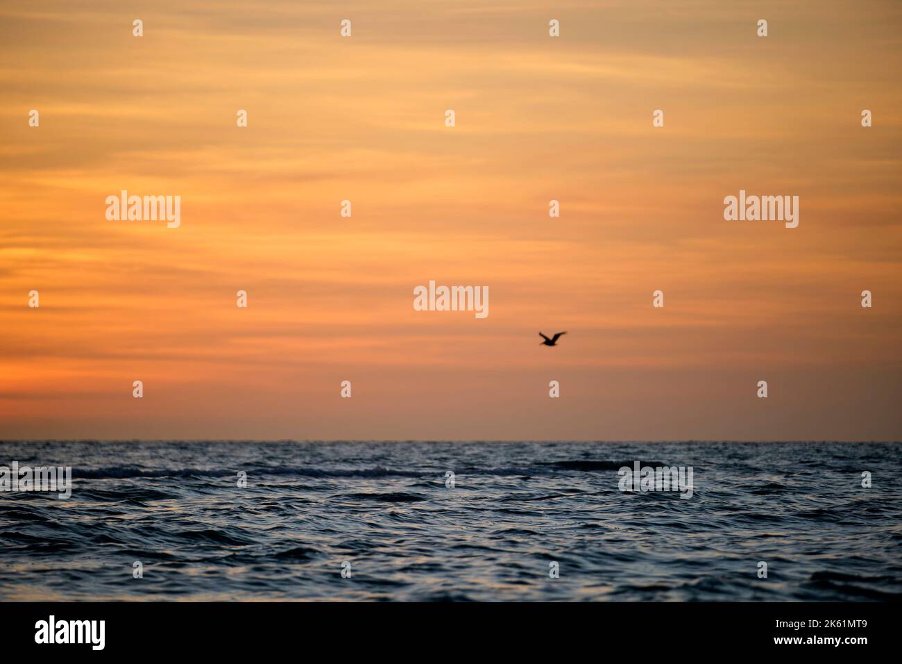Pelican bird flying over dramatic red ocean waves at sunset with soft ...
