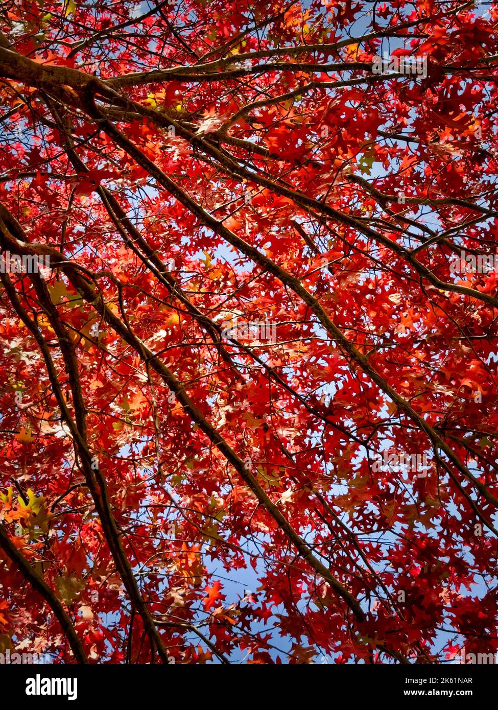 Leaves leaves autumn hi-res stock photography and images - Alamy