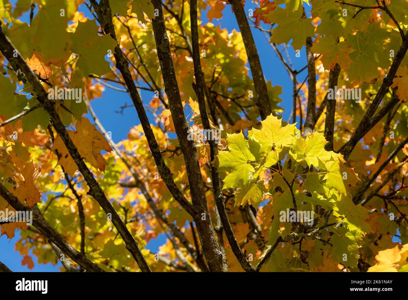 autumn leaves in the sun Stock Photo - Alamy