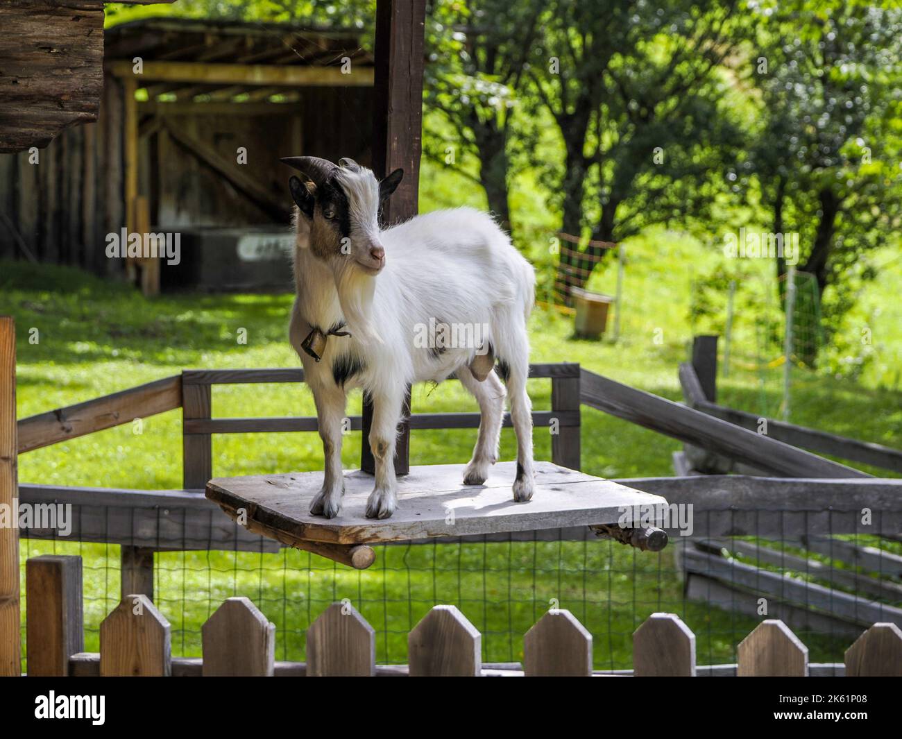 goat close up portrait looking at you detail Stock Photo - Alamy