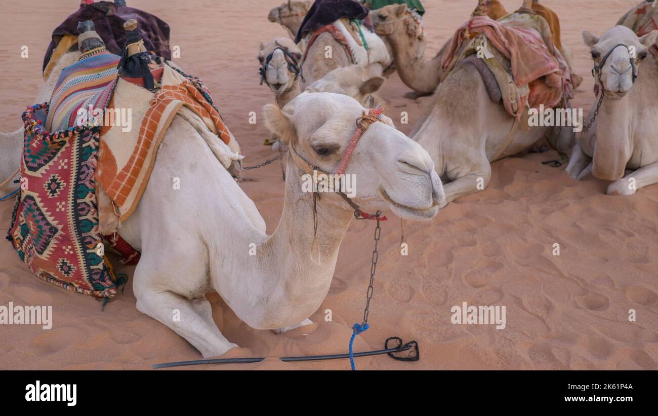 A group of camels sitting on the sand dune in the Wadi Rum desert ...