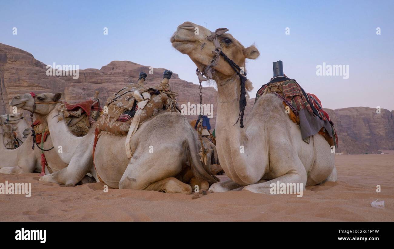 Sitting on desert sand hi-res stock photography and images - Alamy