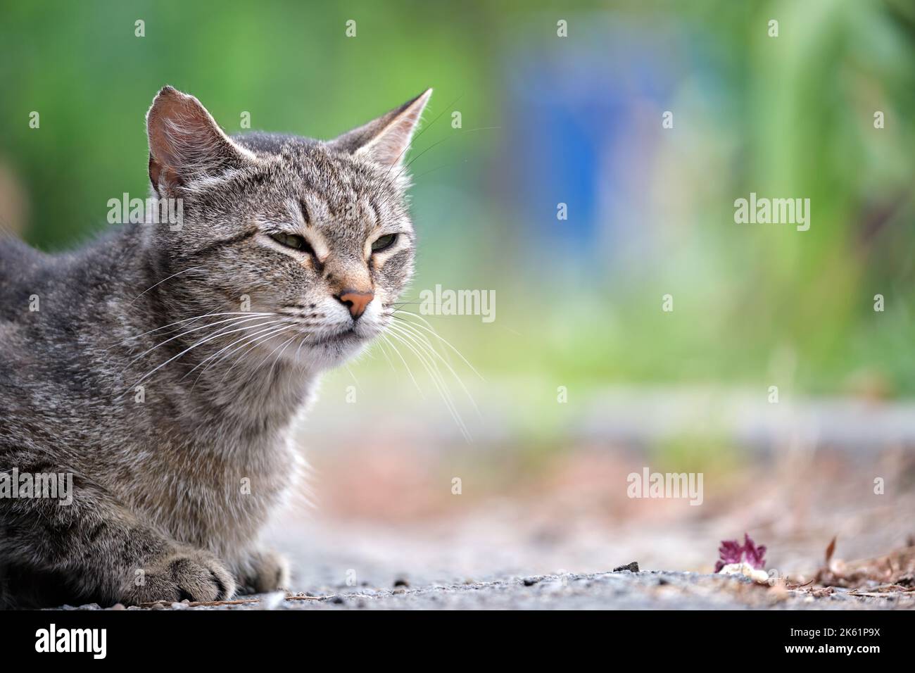 Waif and stray hi-res stock photography and images - Alamy