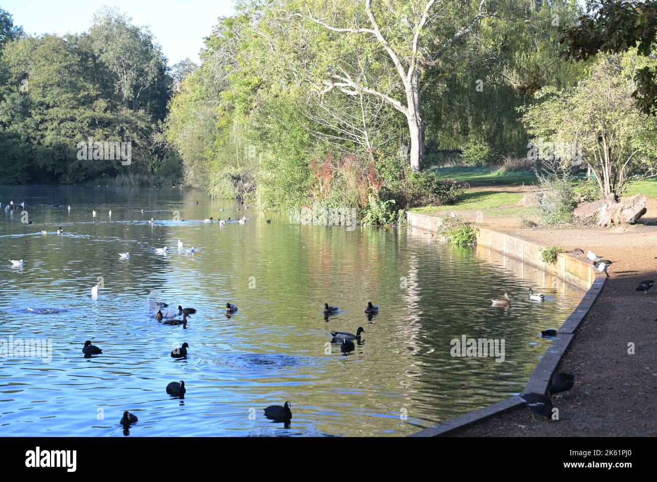 Water birds on a pond in Reigate during the Fall of 2022 Stock Photo ...