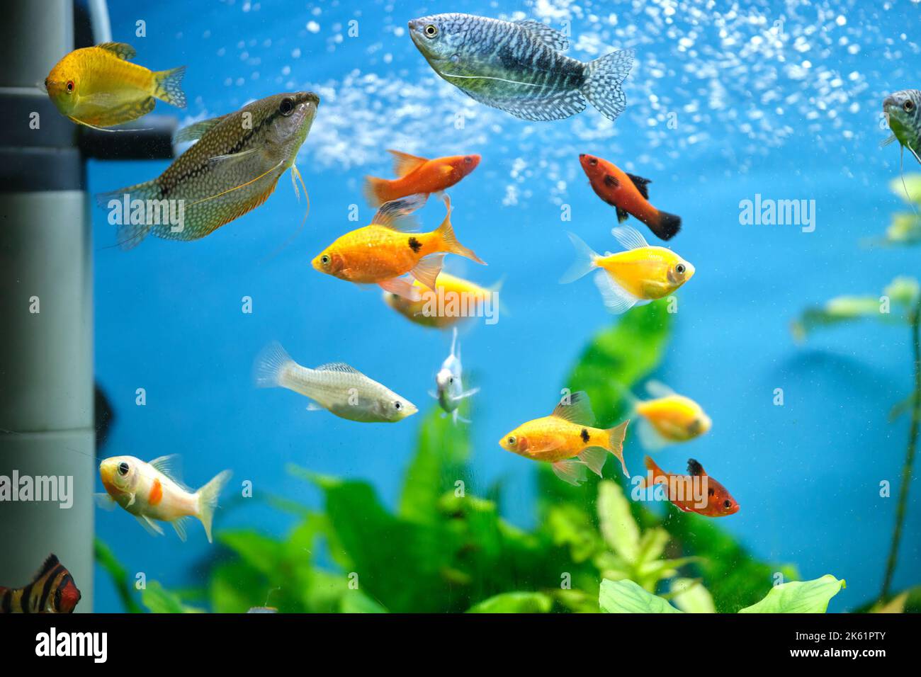 Colorful exotic fish swimming in deep blue water aquarium with green ...