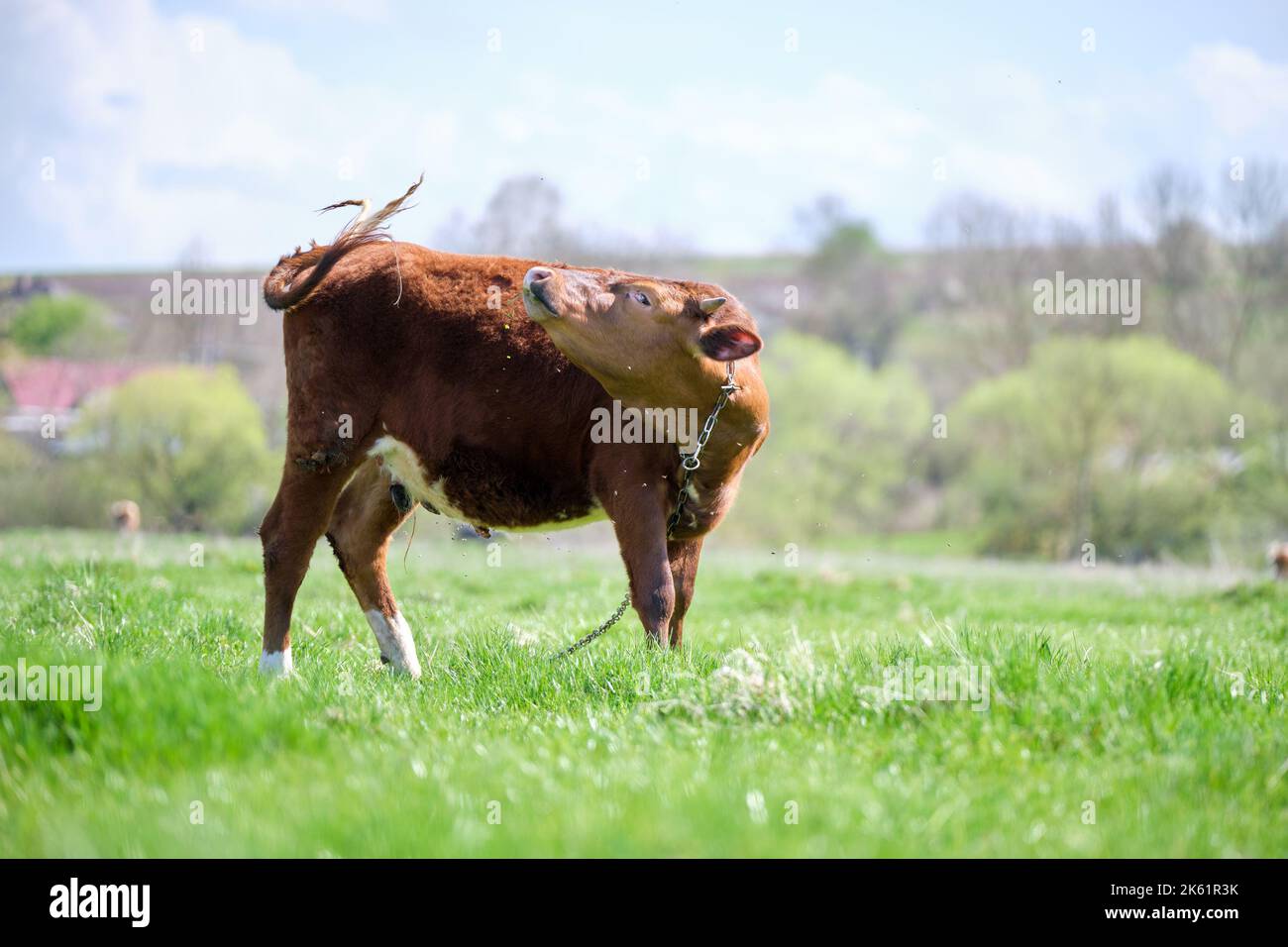 Milk cow tired of flies while grazing on green farm pasture on summer ...