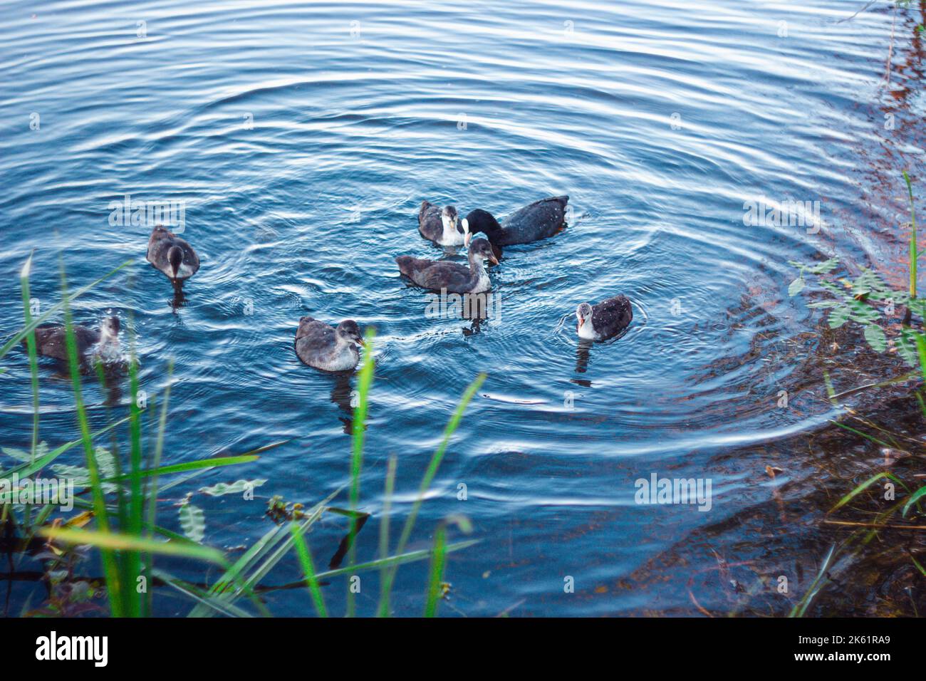 Cute ducks swimming in the lake Stock Photo - Alamy