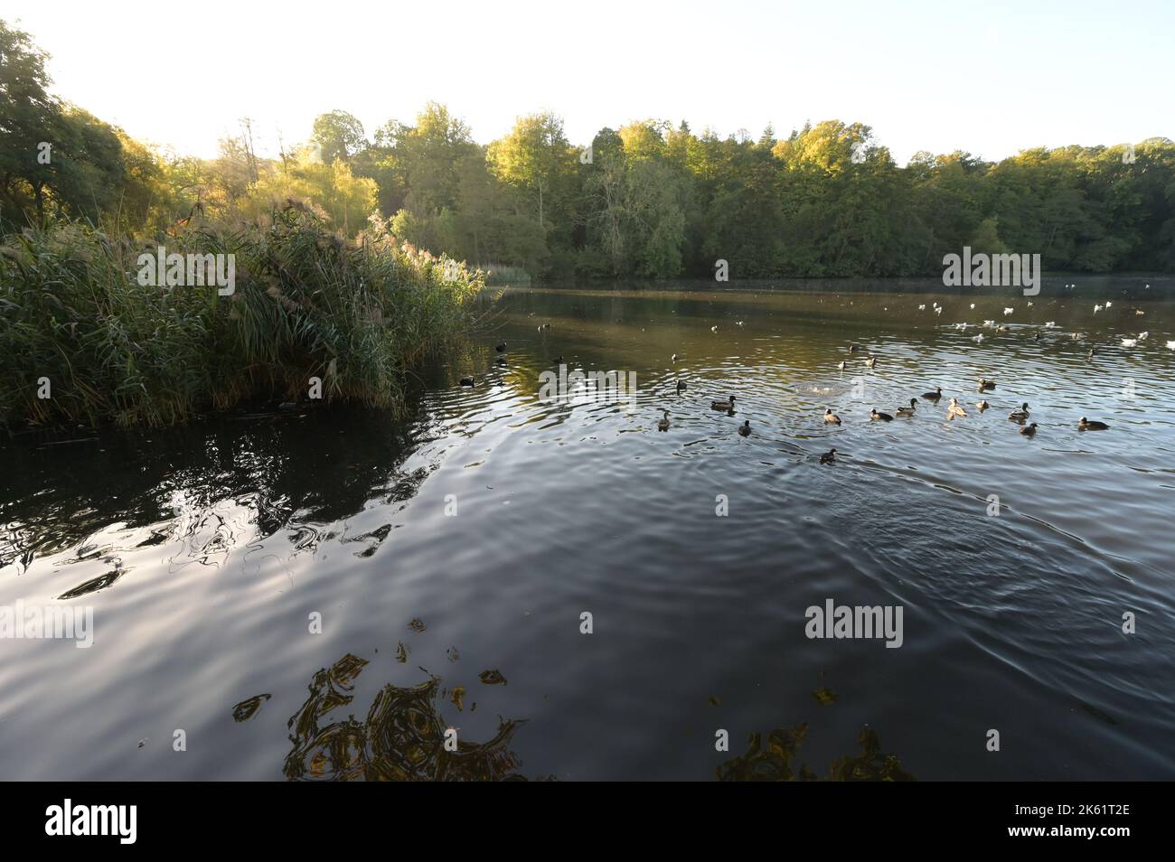 Water birds on a pond in Reigate during the Fall of 2022 Stock Photo ...