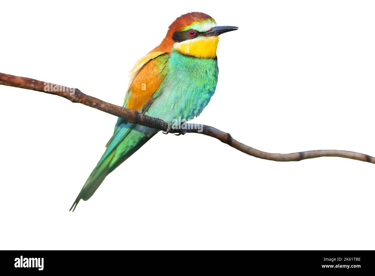 Colombia birdwatching Cut Out Stock Images & Pictures - Alamy