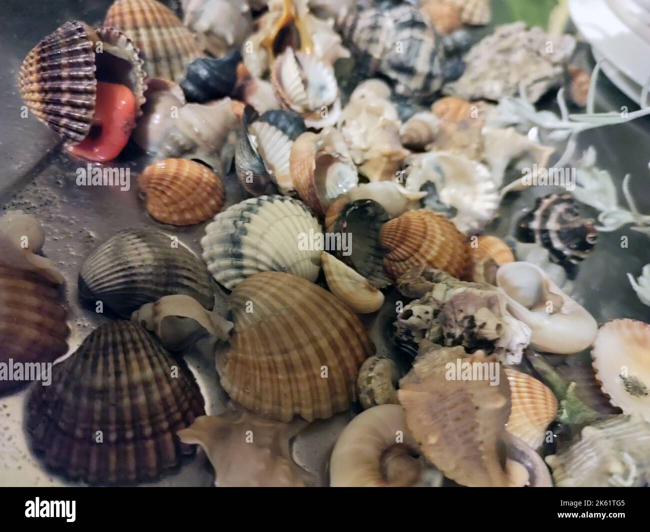 pile of shells and mollusks of various sizes and colors on a surface ...