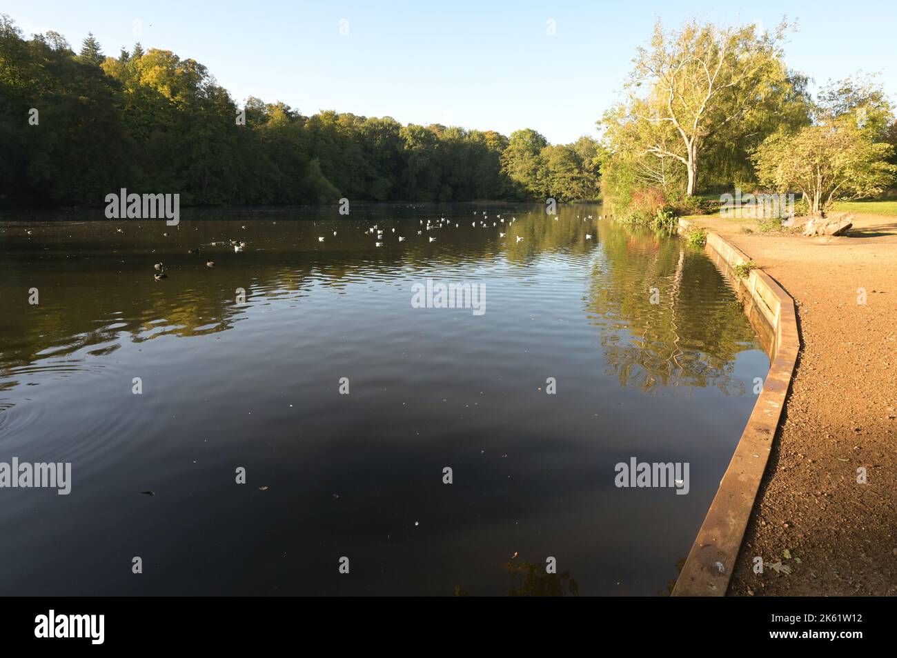 Water birds on a pond in Reigate during the Fall of 2022 Stock Photo ...
