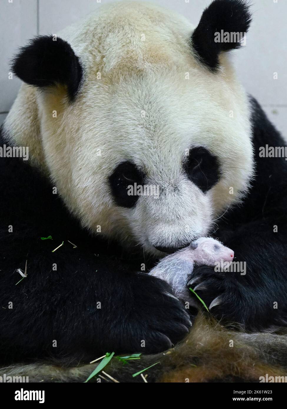 Cuicui hi-res stock photography and images - Alamy