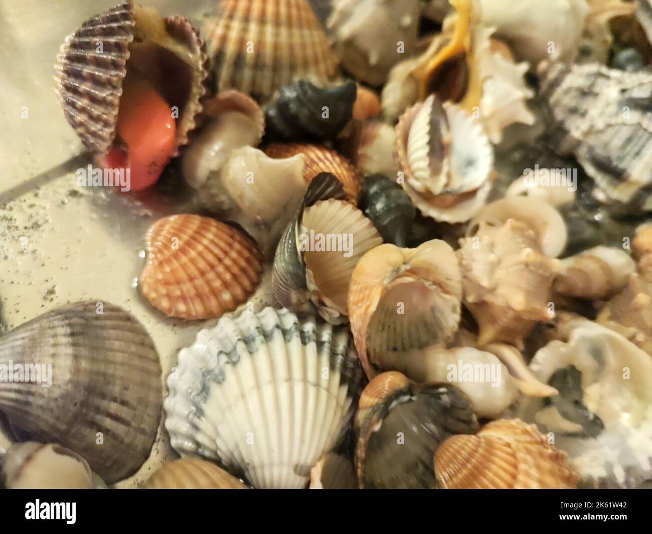 pile of shells and mollusks of various sizes and colors on a surface ...
