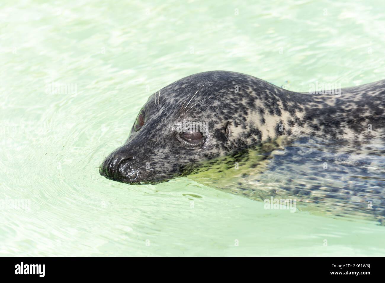 Harbour seal in captivity Stock Photo - Alamy