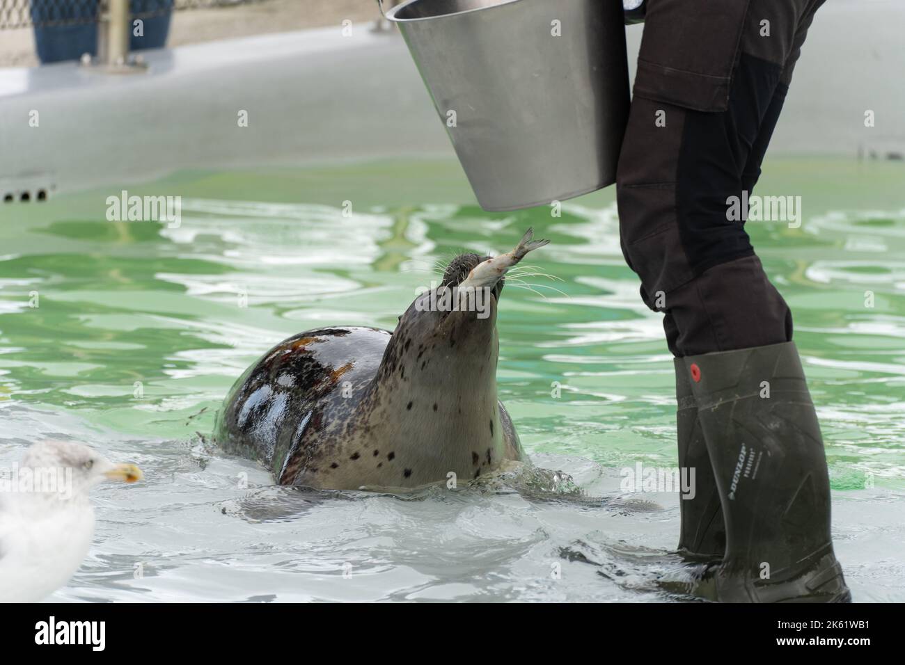 Harbour seal in captivity being fed fish Stock Photo - Alamy