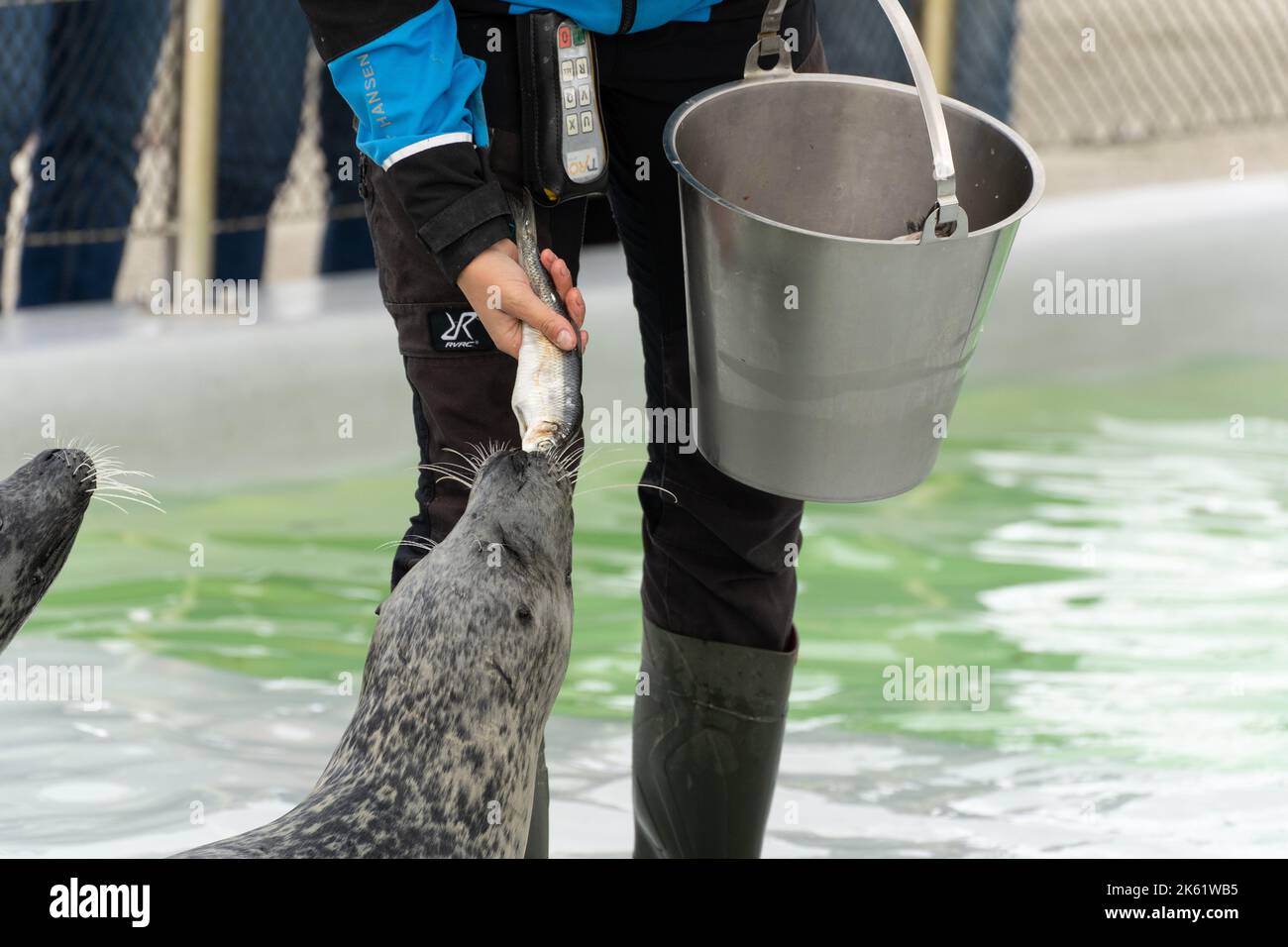 Harbour seal in captivity being fed fish Stock Photo - Alamy