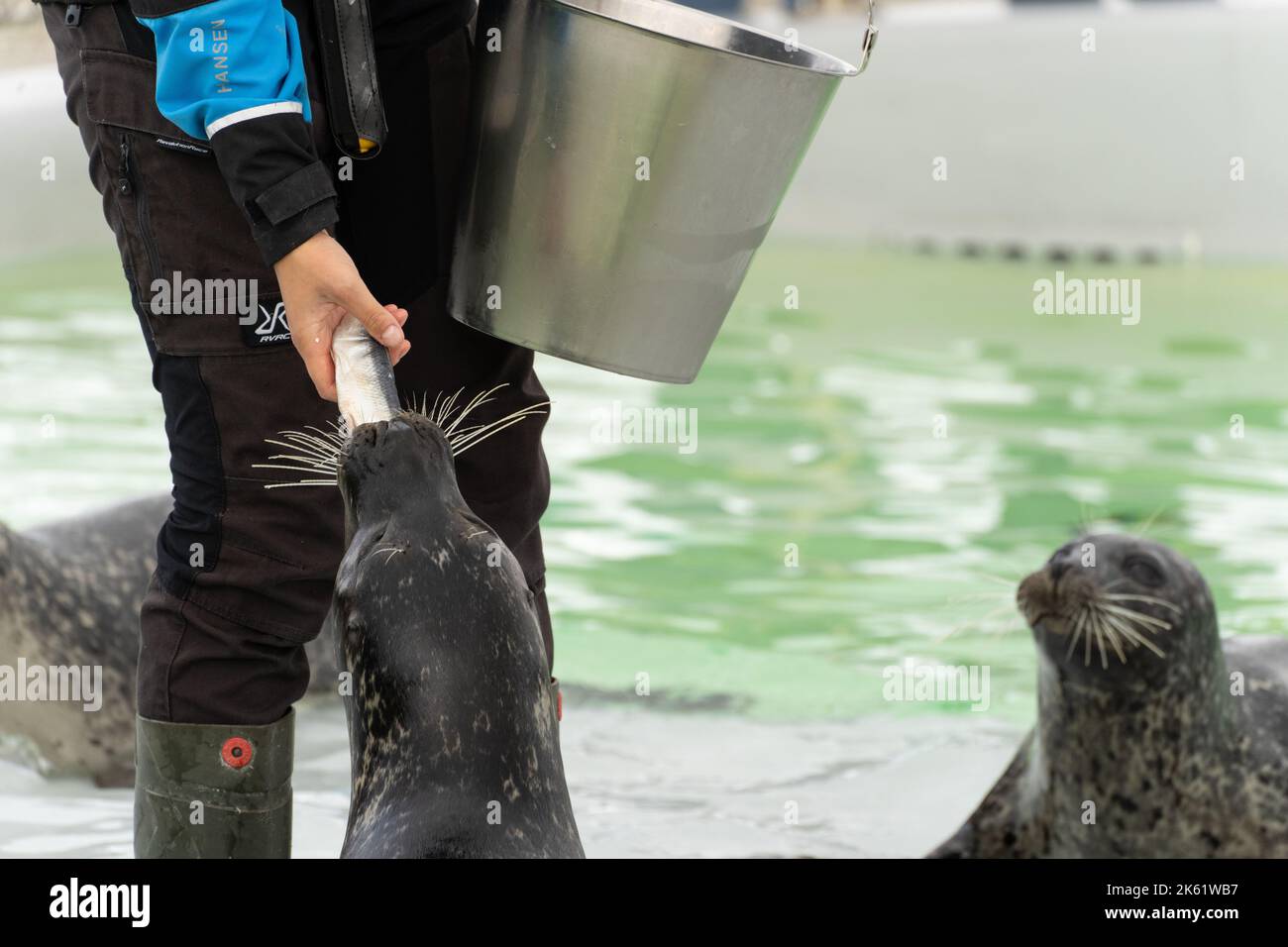 Harbour seal in captivity being fed fish Stock Photo - Alamy