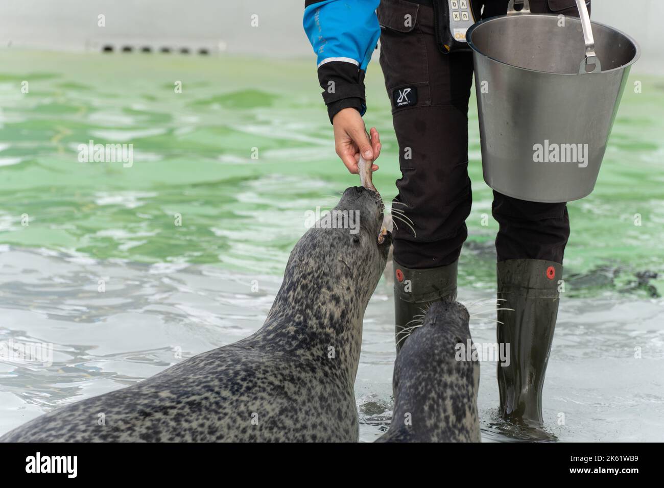 Harbour seal in captivity being fed fish Stock Photo - Alamy