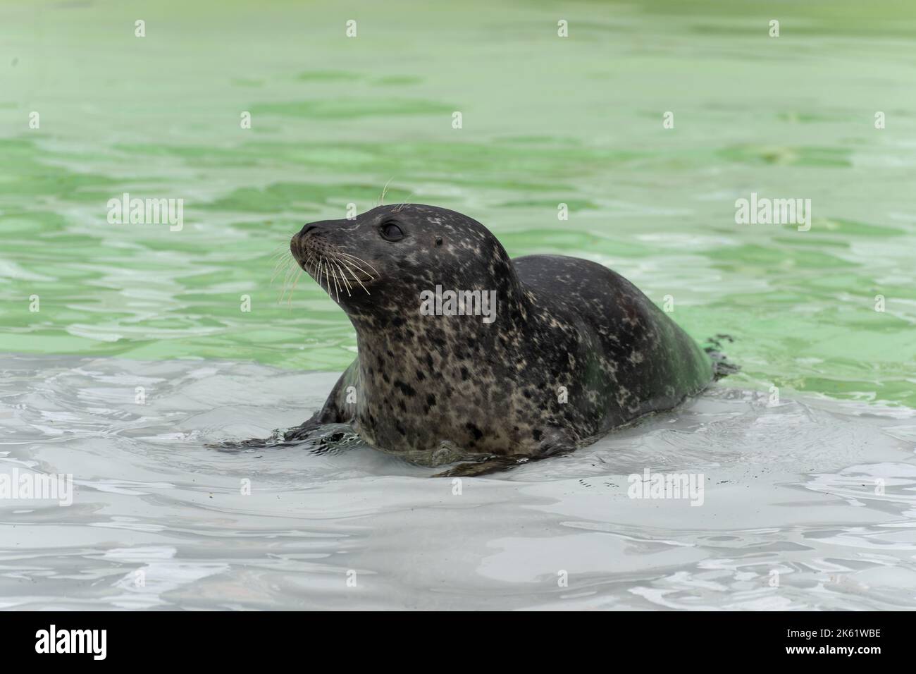 Harbour seal in captivity Stock Photo - Alamy