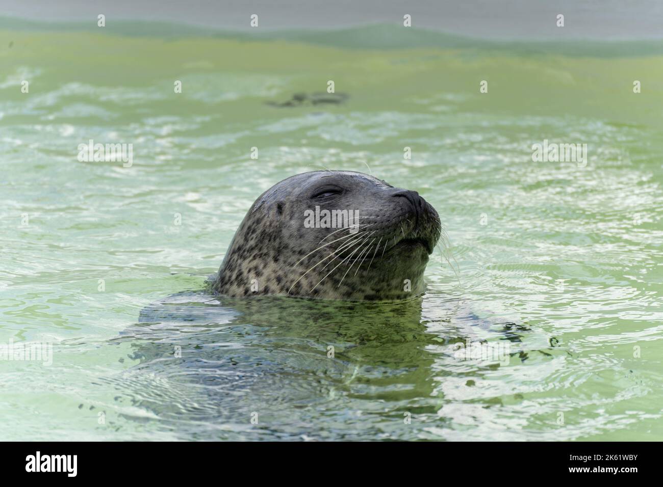 Harbour seal in captivity Stock Photo - Alamy