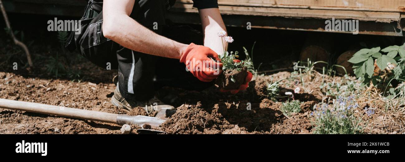 young mature man gardener and farmer 40+ years old with make hands in ...