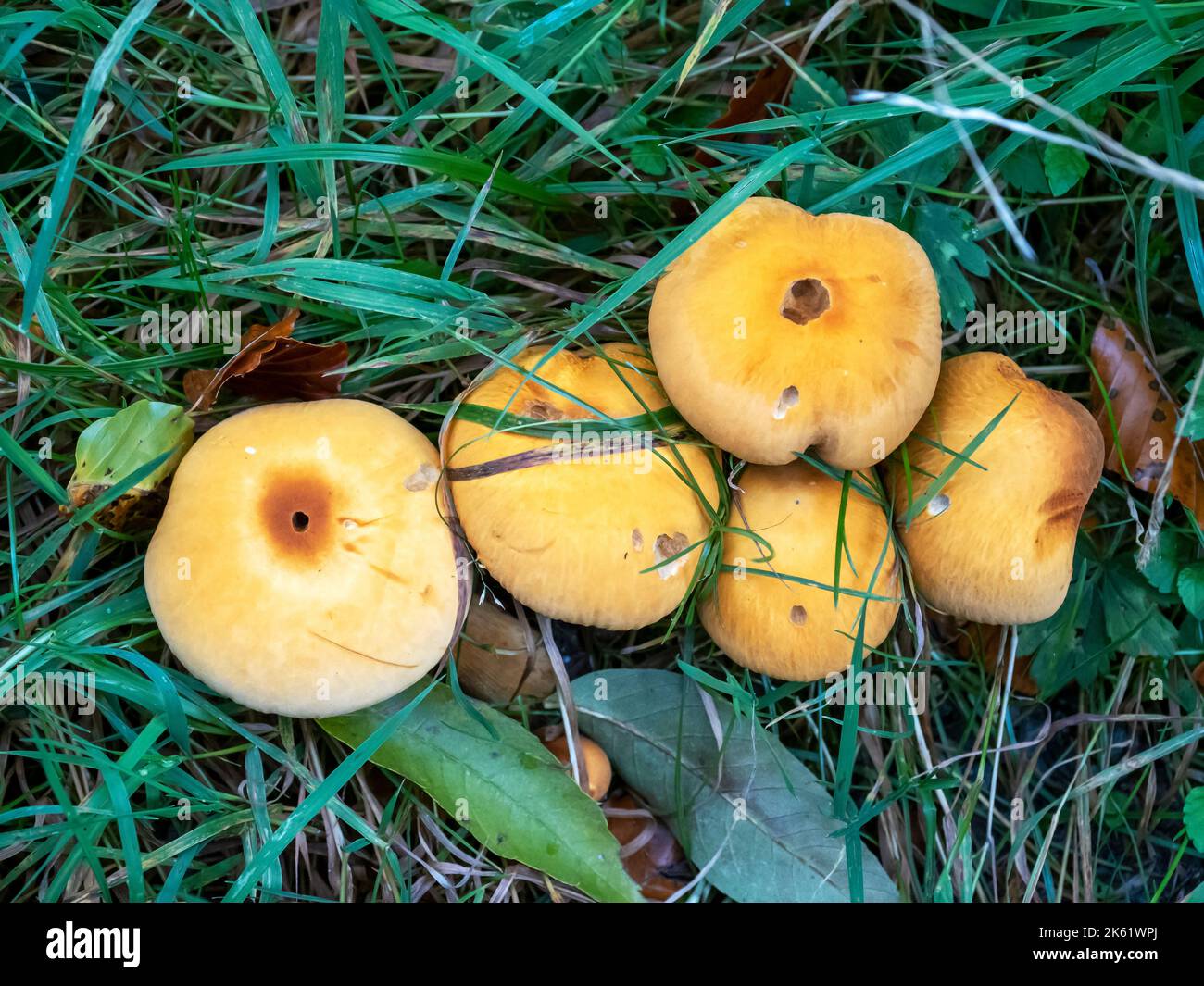 Funghi growing near Hawkshead, Lake District, UK Stock Photo - Alamy