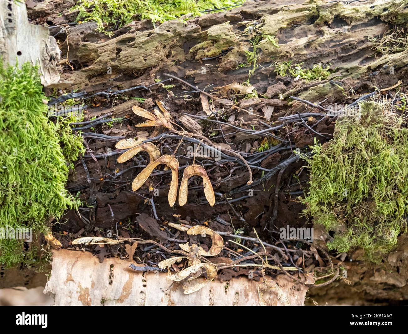 Ash keys on a rotten tree stump in a woodland in Ambleside, Lake ...