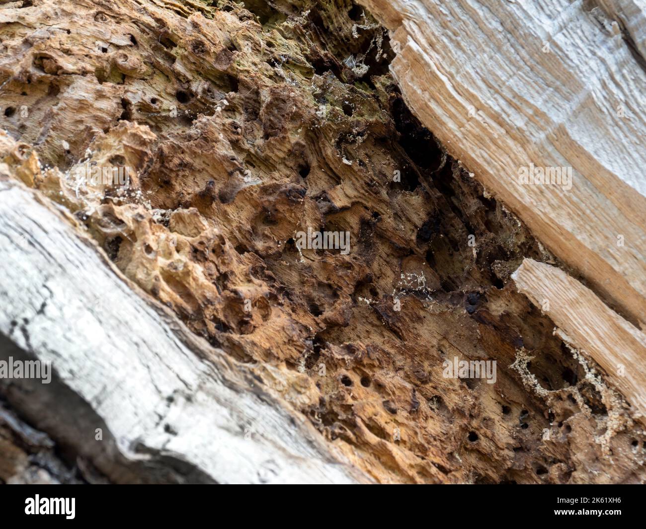 Tunnels from wood boring beetles in a rotting tree in woodland in ...