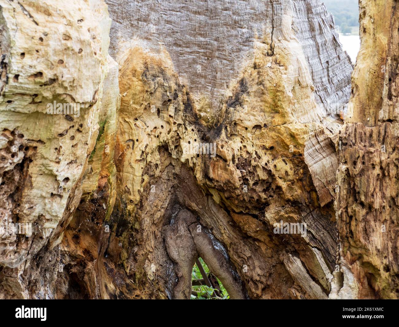 Tunnels from wood boring beetles in a rotting tree in woodland in ...