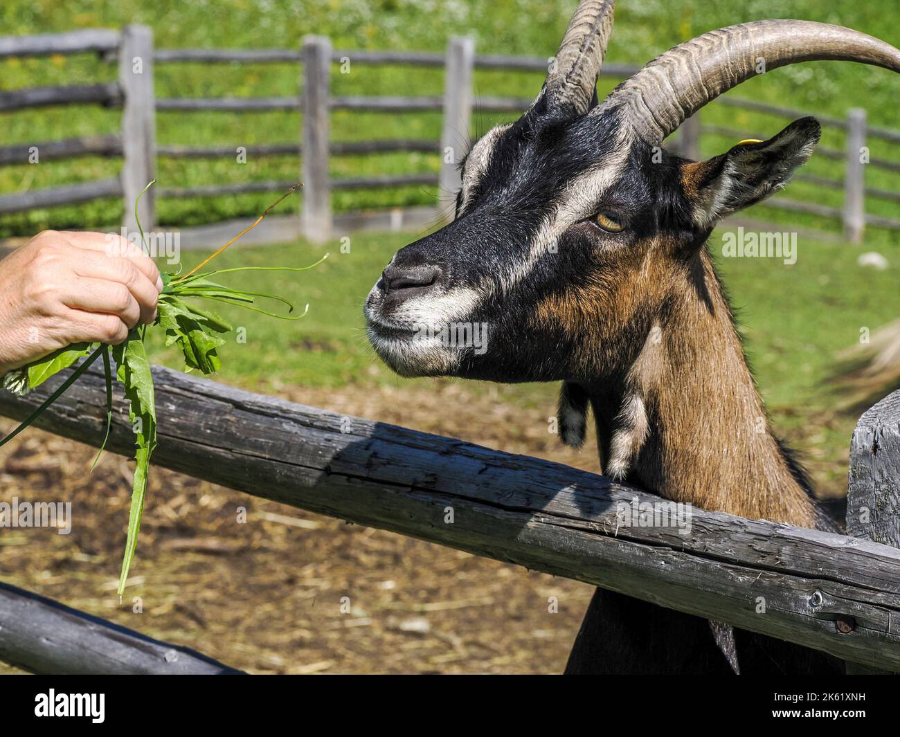 hand feeding a goat with grass detail Stock Photo - Alamy