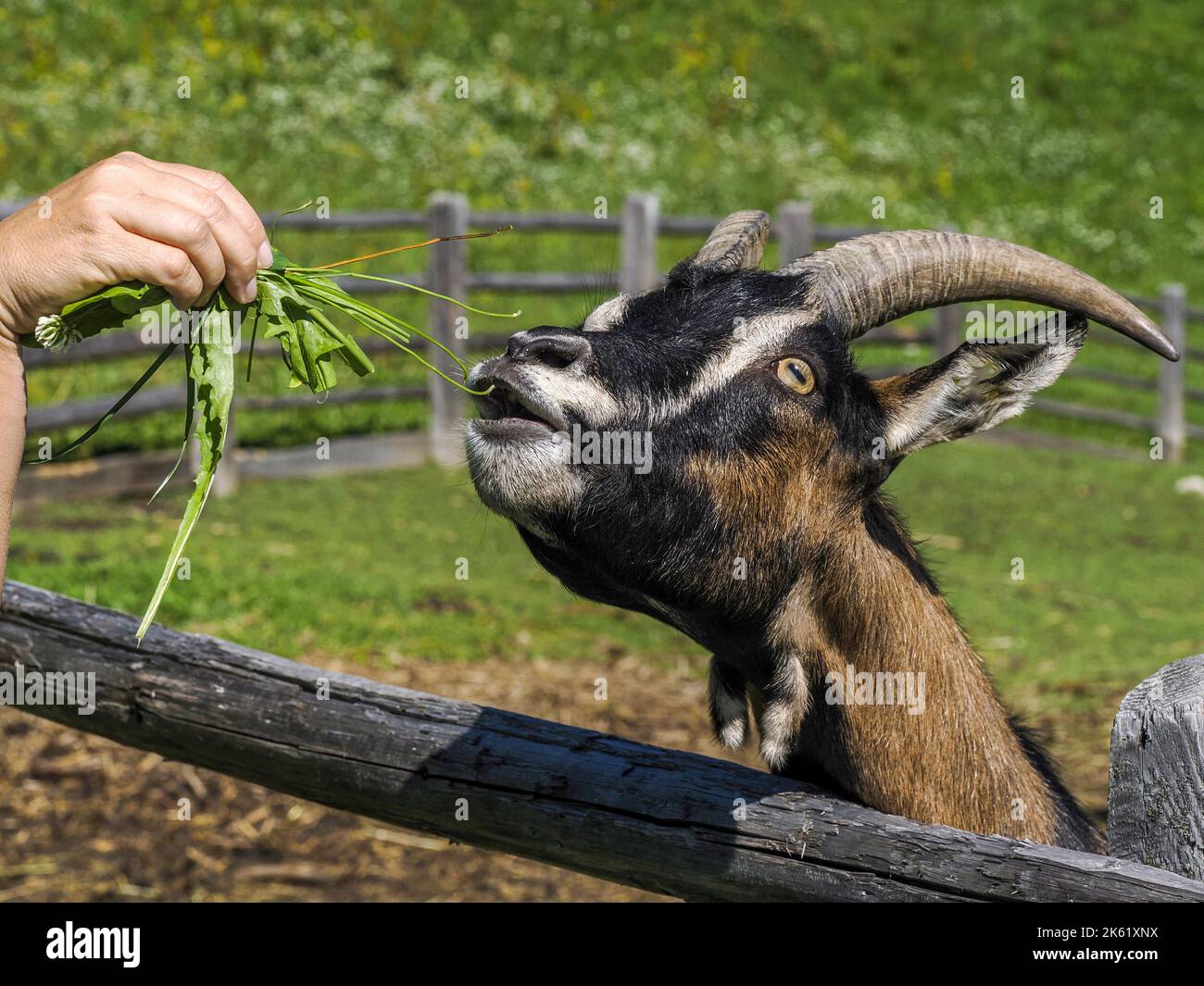 hand feeding a goat with grass detail Stock Photo - Alamy