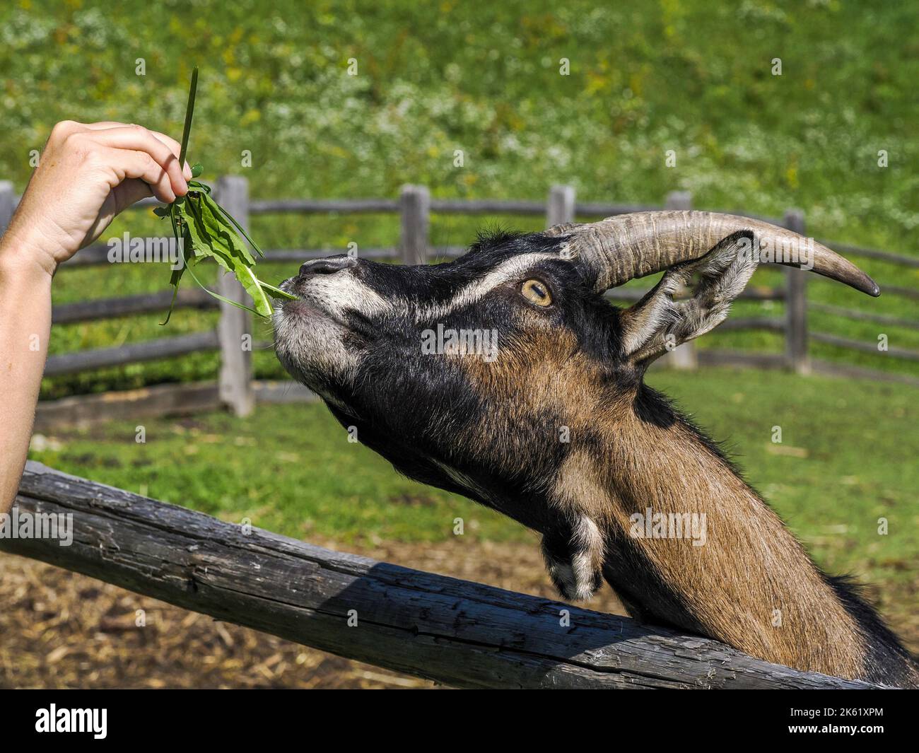hand feeding a goat with grass detail Stock Photo - Alamy