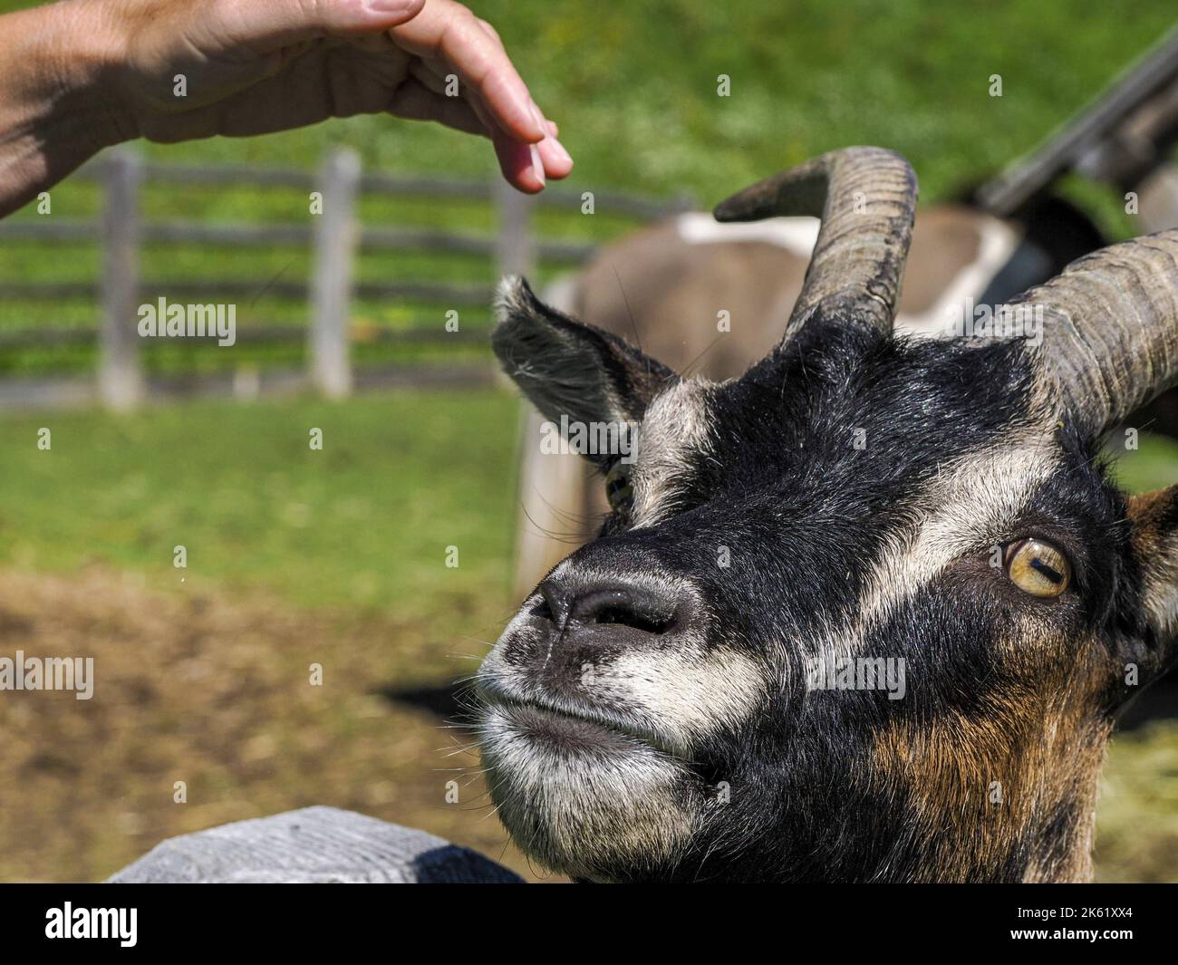 hand caressing a goat detail Stock Photo - Alamy