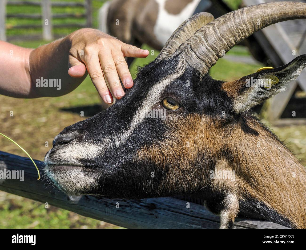 hand caressing a goat detail Stock Photo - Alamy