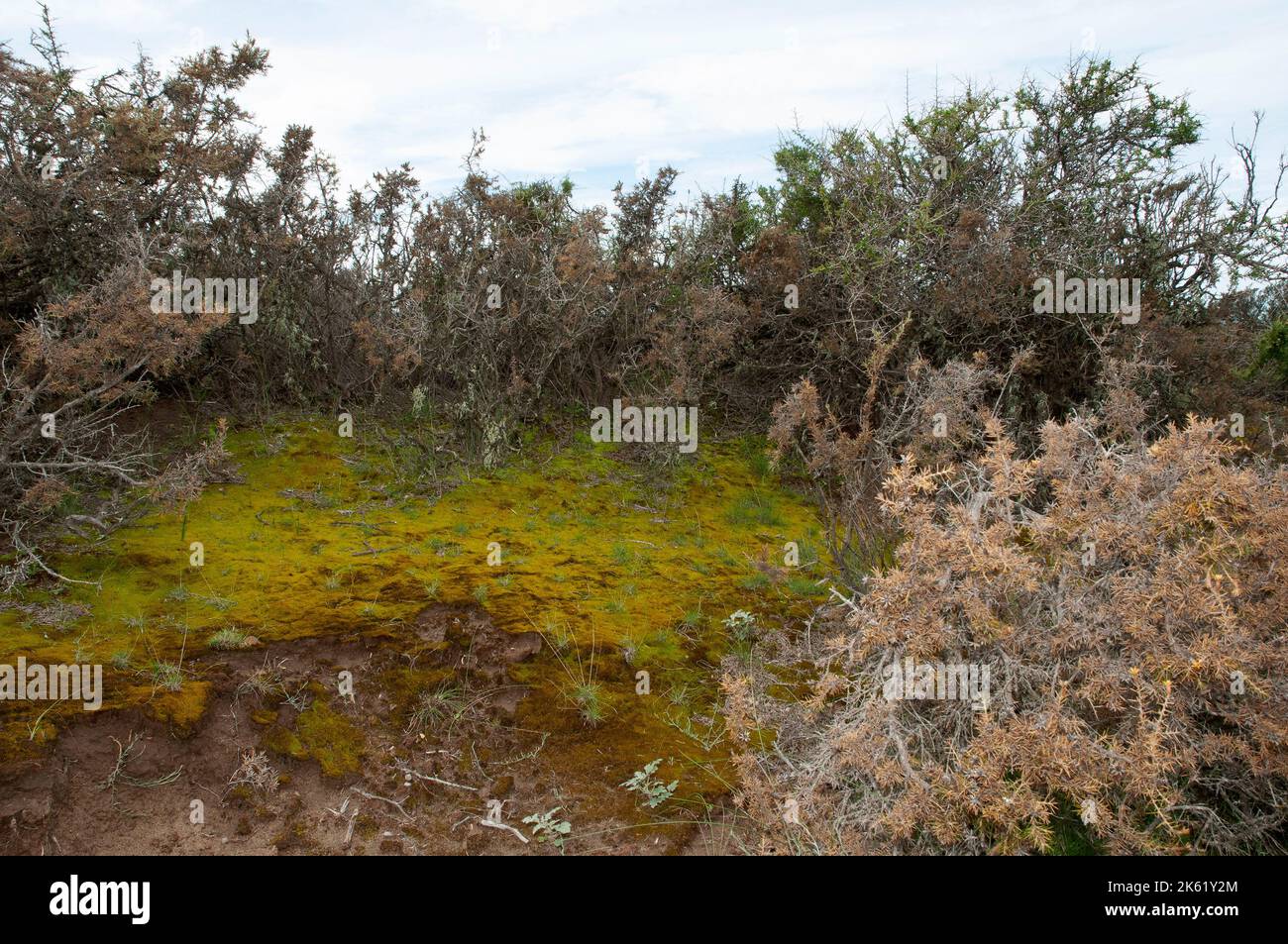 Moss on the wet ground, in a semi-desert environment, Peninsula Valdes ...