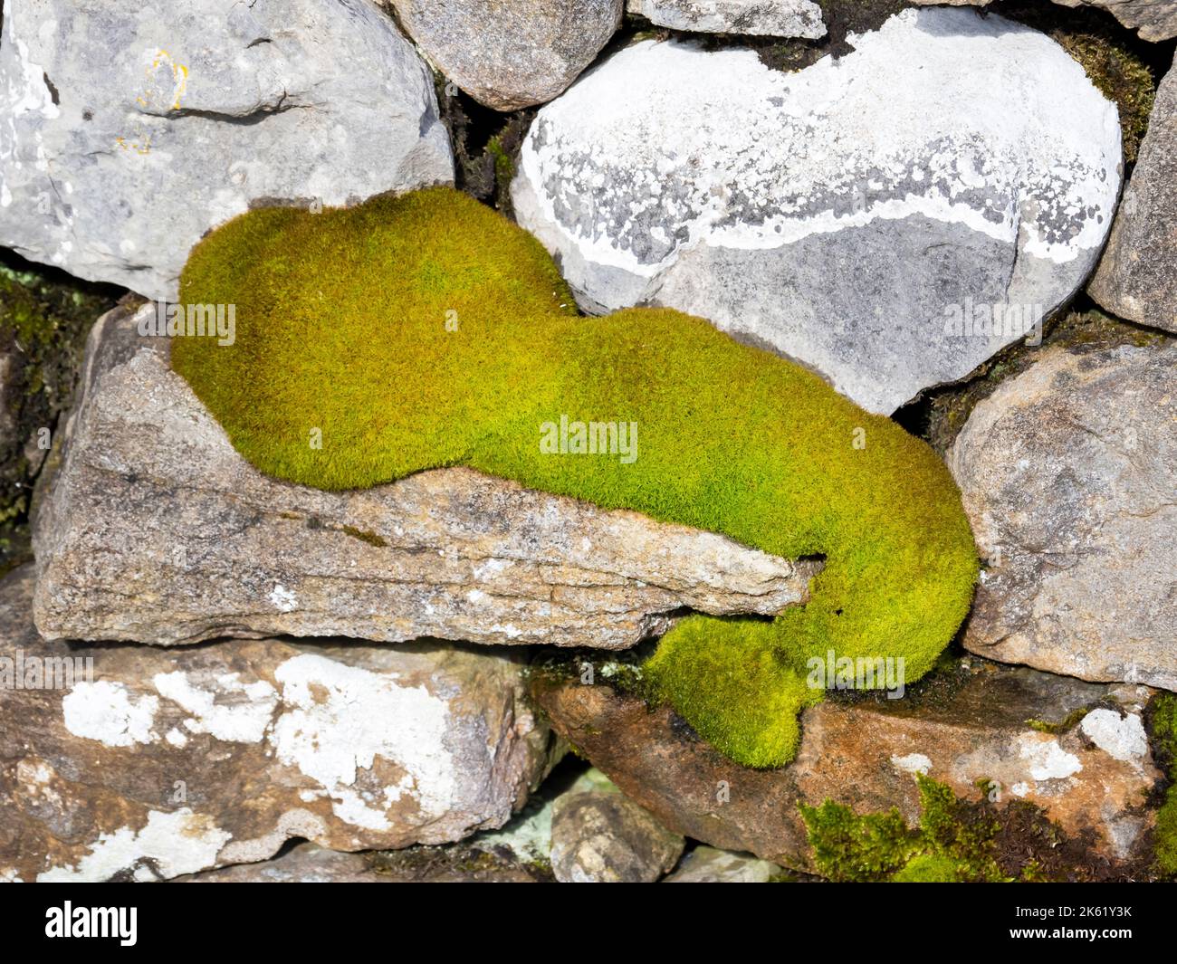 A clump of moss on a wall near Clapham, Yorkshire Dales, UK Stock Photo ...