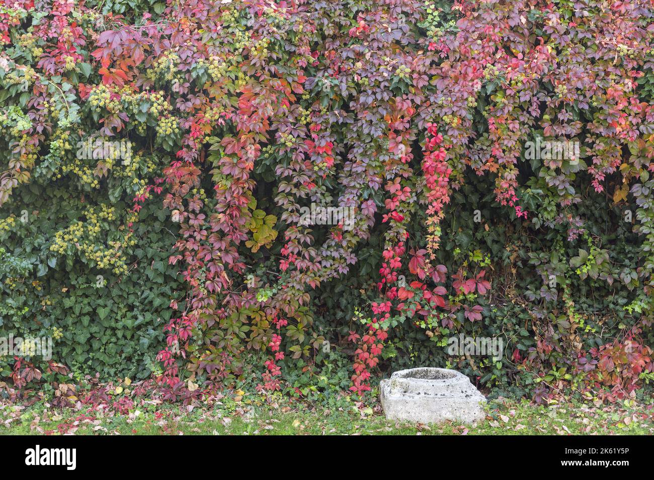 Leaf life cycle colours hi-res stock photography and images - Alamy
