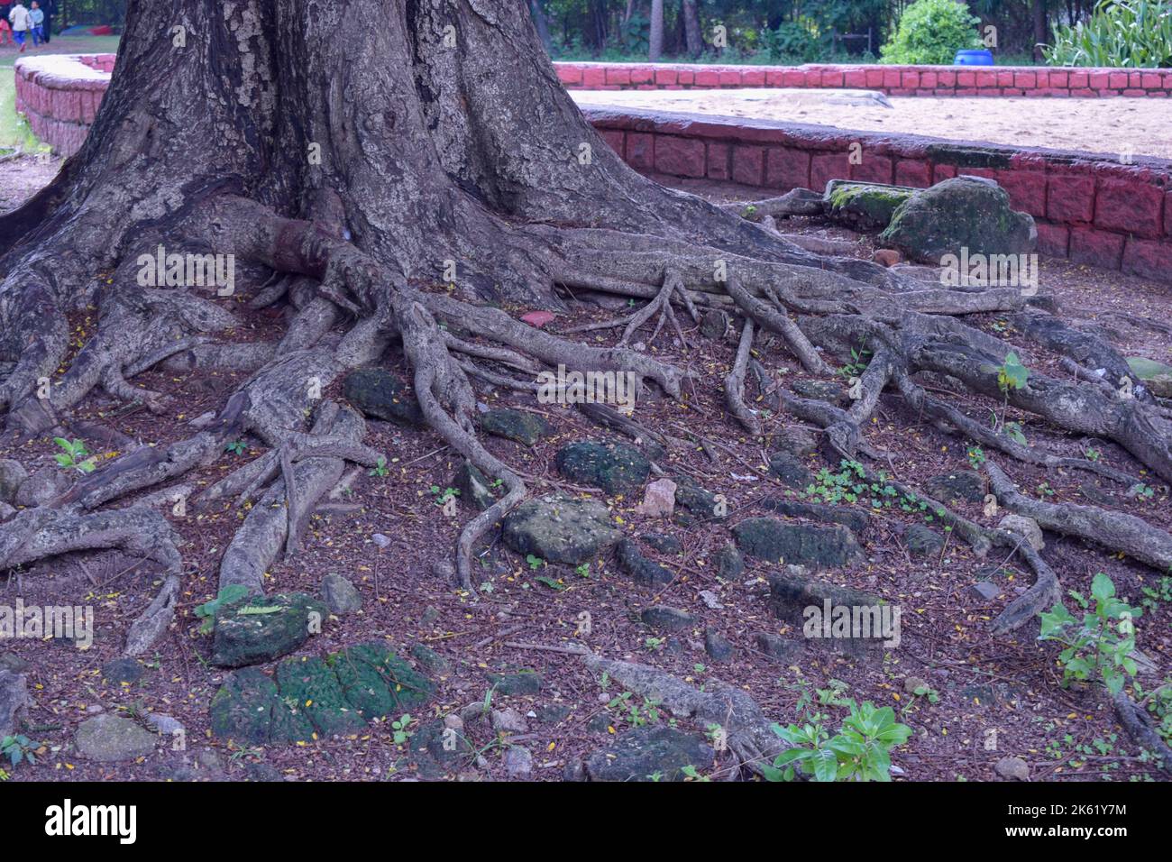 Dry Tree barks/branches in Forest background Stock Photograph Image ...