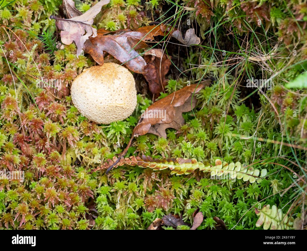 Puffball in woodland hi-res stock photography and images - Alamy