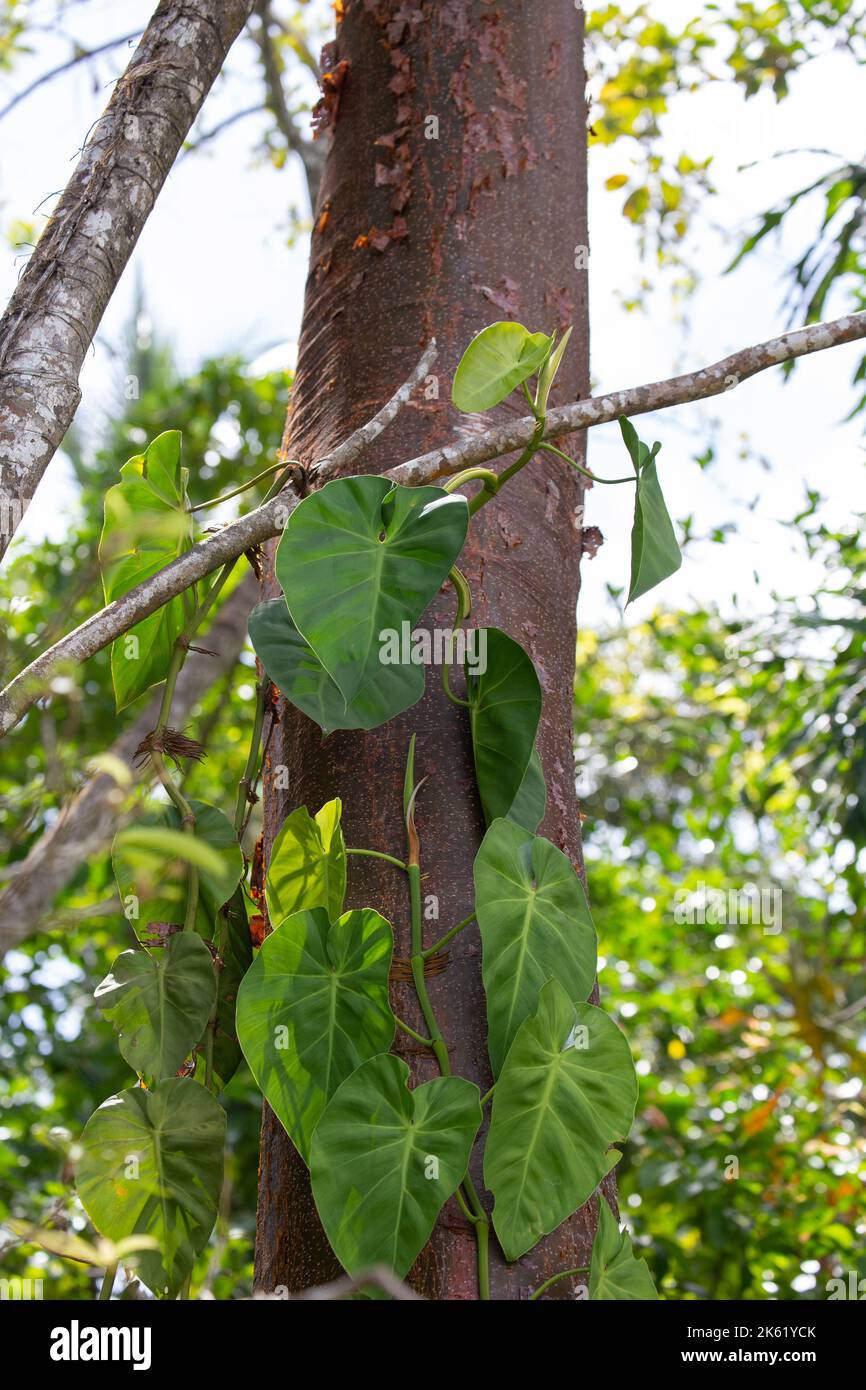 White gum tree trunk with green creeper at Cahuita National Park Stock ...