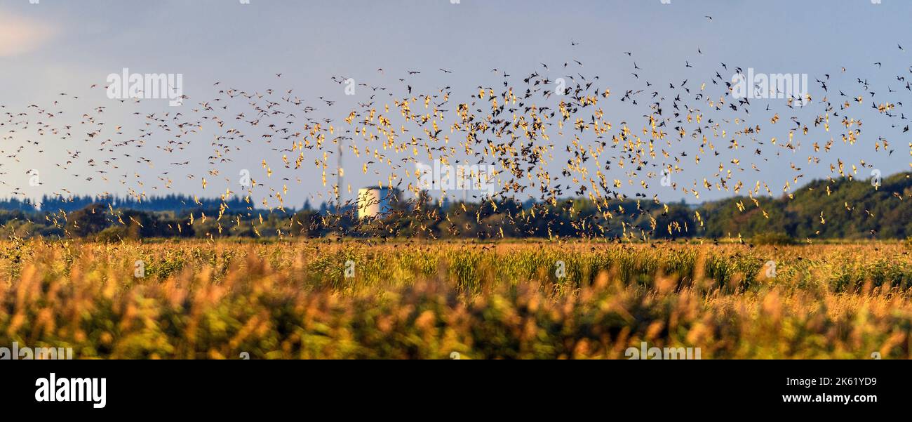 Murmuration of common starlings (Sturnus vulgaris) at Hasberg Sö ...