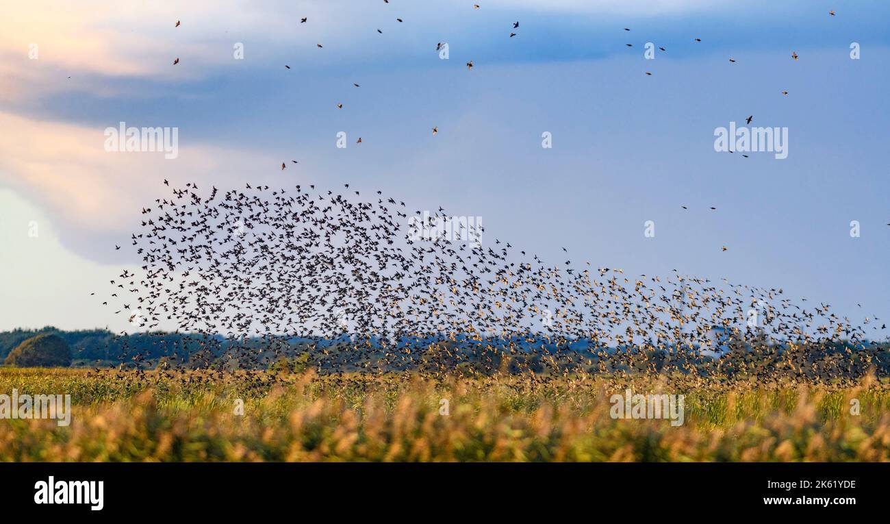 Murmuration of common starlings (Sturnus vulgaris) at Hasberg Sö ...