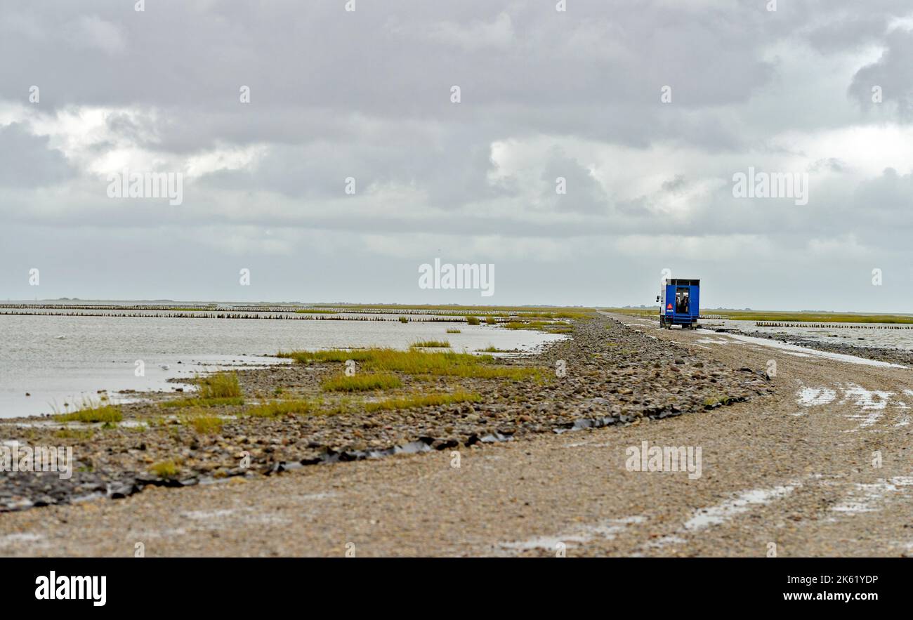 Tidal road to the island Mandö, south-western Jylland, Denmark. The ...