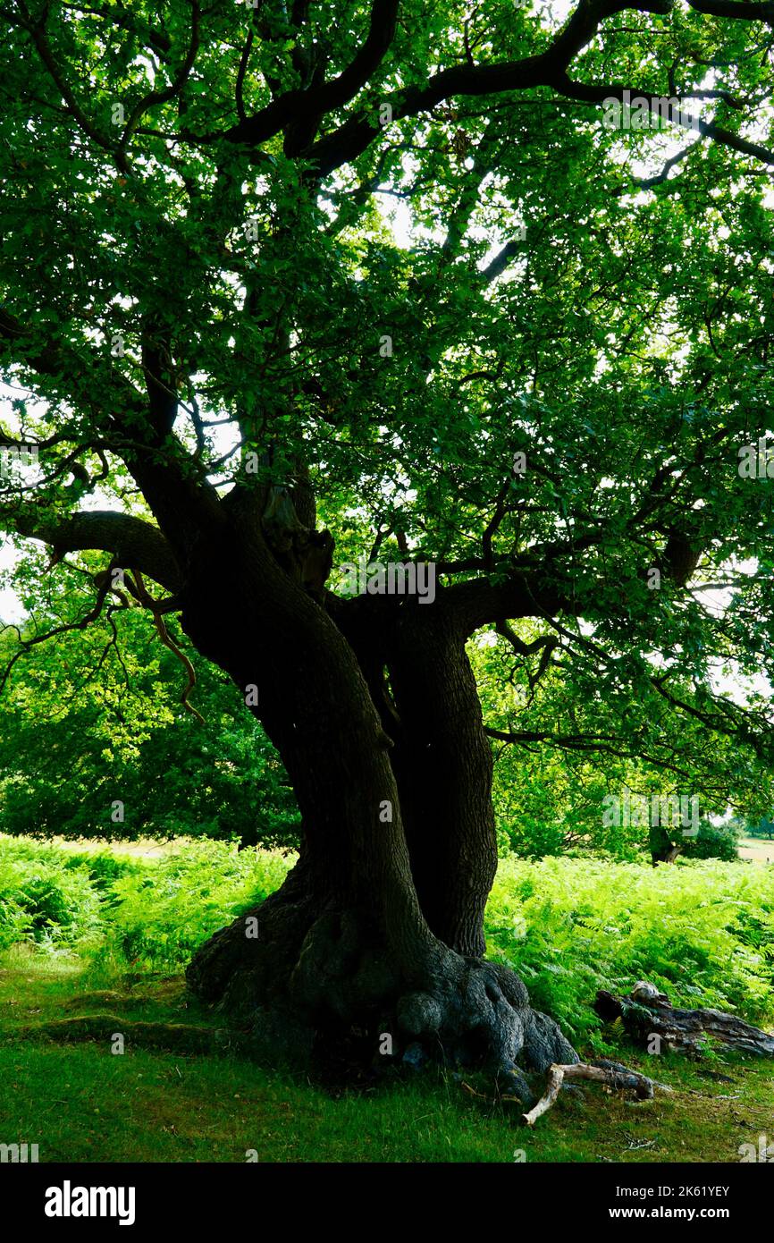 A vertical shot of an old tree in the Bradgate Park, Leicester Stock ...