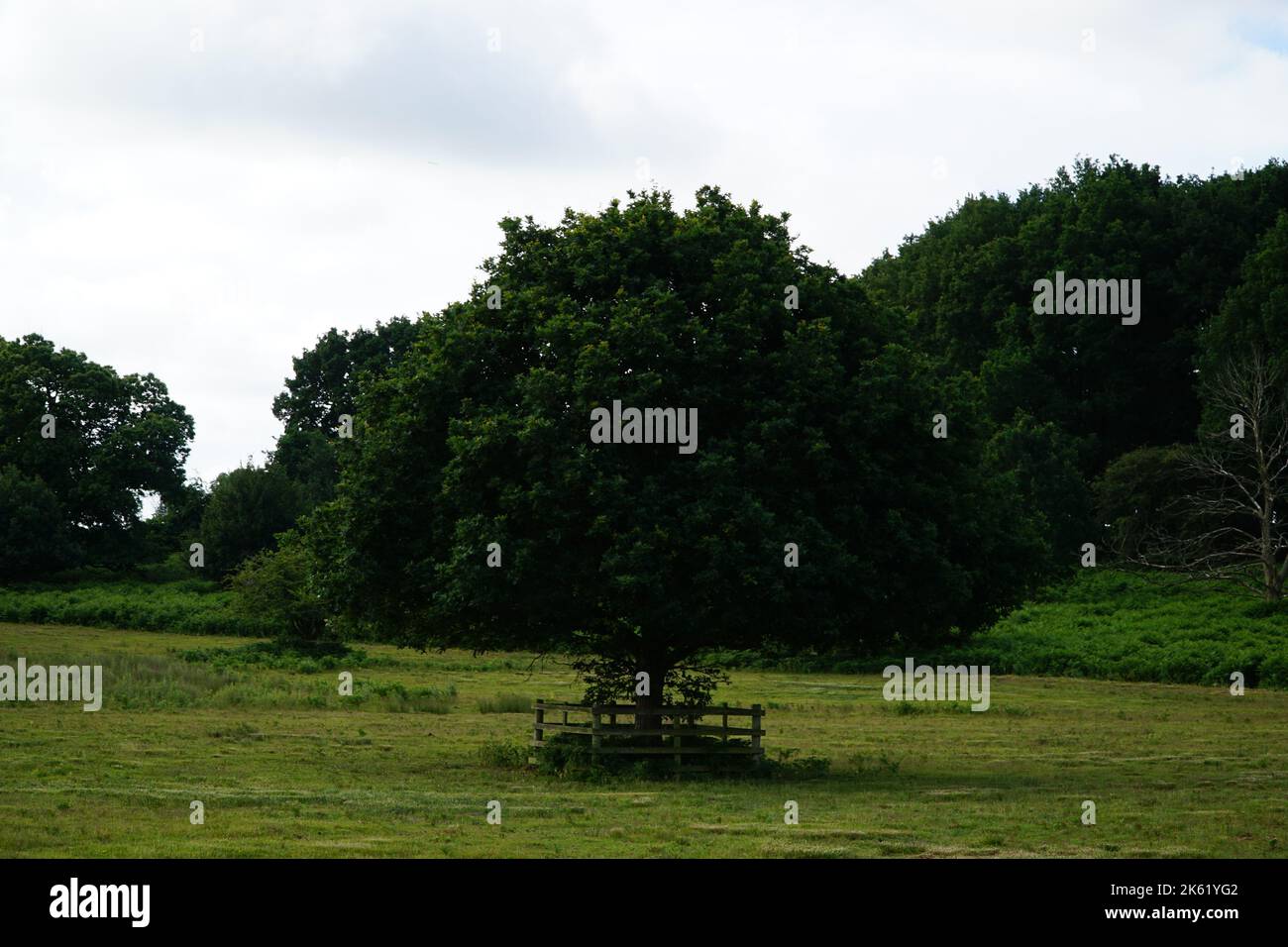 A beautiful landscape of the Bradgate Park, Leicester Stock Photo - Alamy